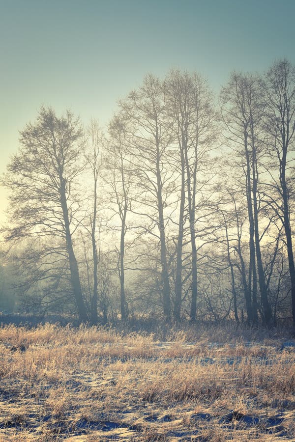 Frosty nature scenery stock image. Image of winter, forest - 102231047