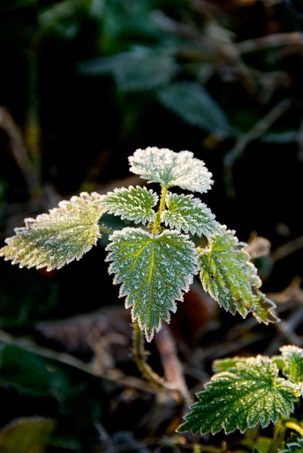 Frosty nettle stock photo. Image of weed, chill, natural - 4975242