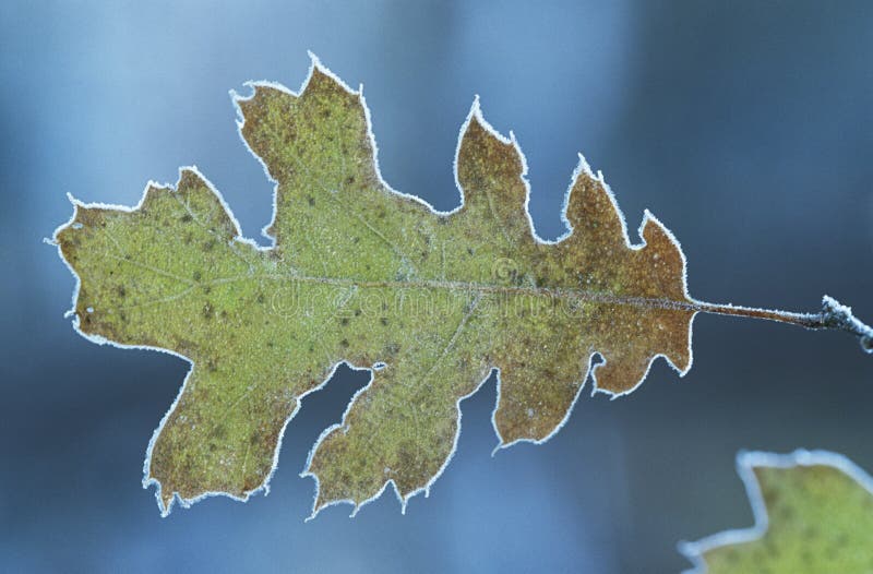 Frosty oak leaf close-up stock photo. Image of california - 30848360