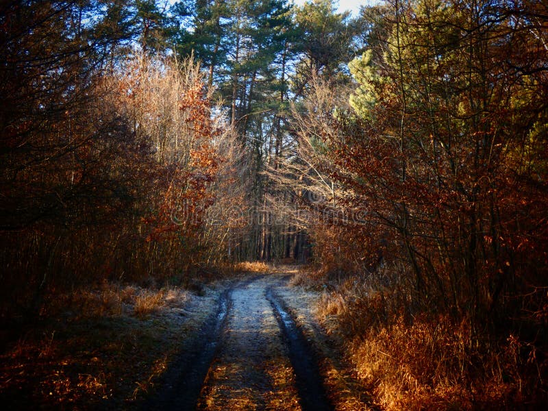 Frosty Path into Magic Forest. Stock Image - Image of talented, frosty ...