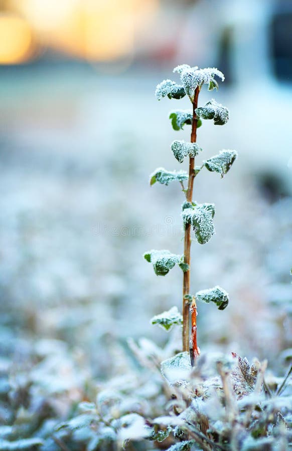 Frosty plant stock image. Image of snow, nature, branch - 29299085