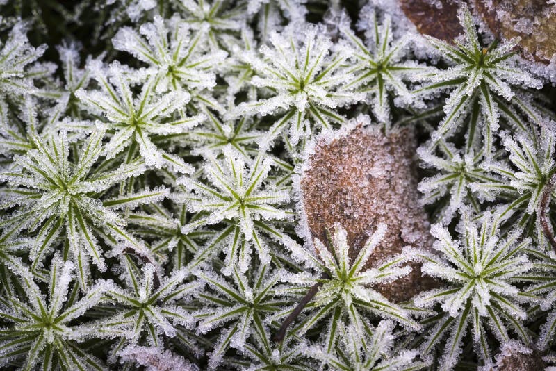 Frosty Polytrichnum Moss in Scottish Forest. Stock Image - Image of ...