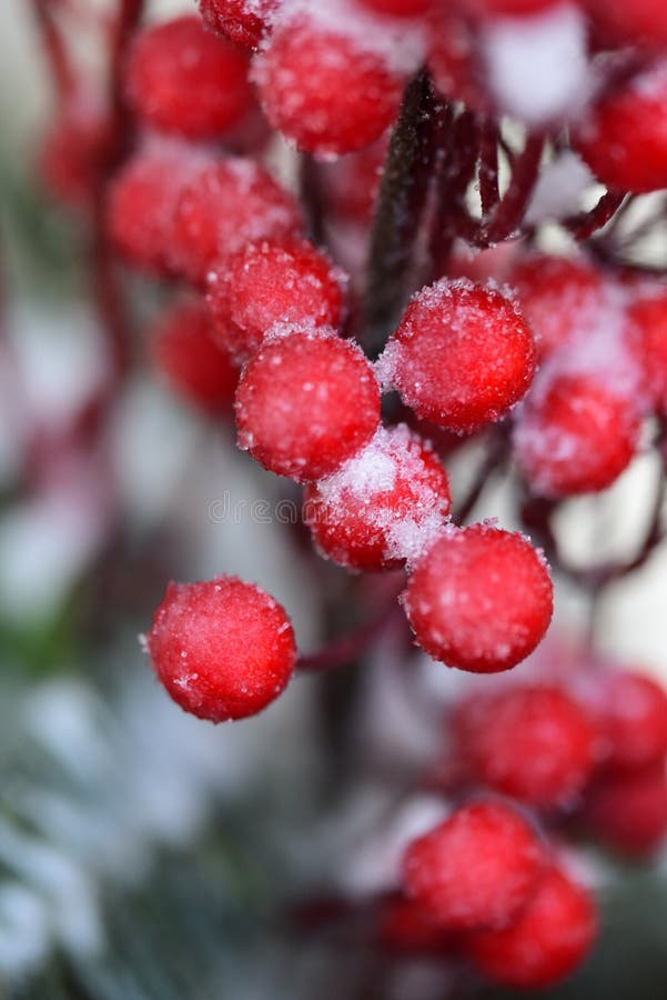 Frosty Red Berries in Winter Stock Image - Image of colorful ...