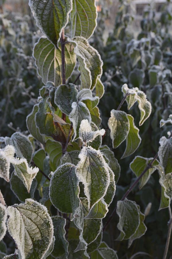 Frosty rime stock image. Image of grass, winter, hoarfrost - 85554241