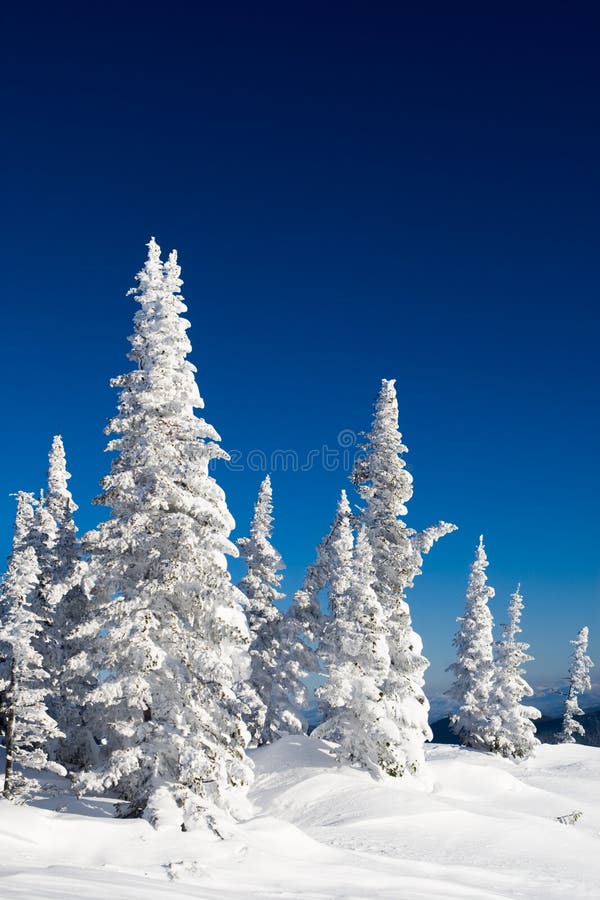 Frosty scenery stock photo. Image of branch, overcast - 12331508