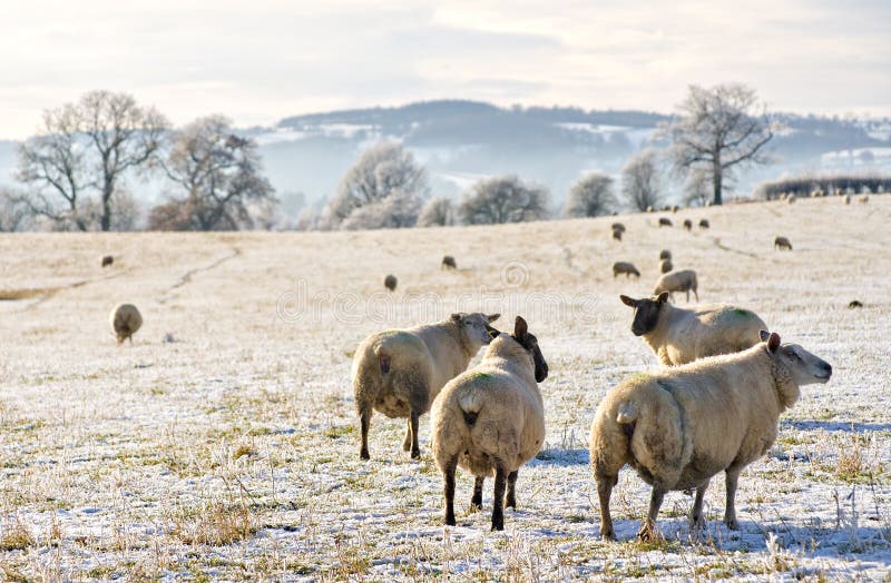 Frosty sheep stock image. Image of winter, sheep, mammal - 19555897