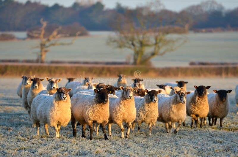 Frosty sheep stock photo. Image of farming, field, countryside - 83247548