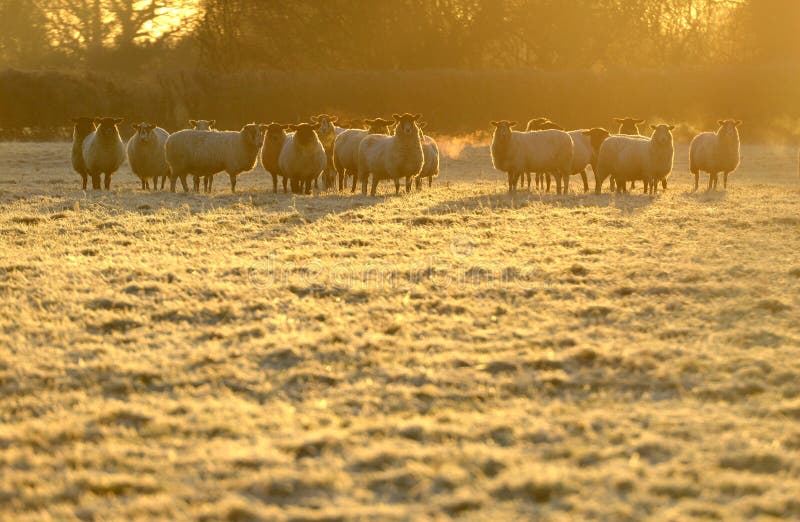 Frosty sheep stock image. Image of frost, countryside - 83266925