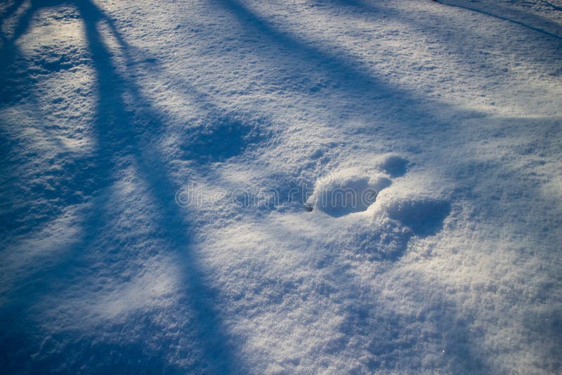 Blue shadows on the snow stock photo. Image of winter - 136724846