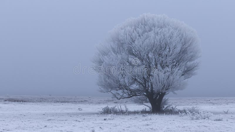 Frosty Solitude: Tree in the Open Steppe Stock Photo - Image of natural ...