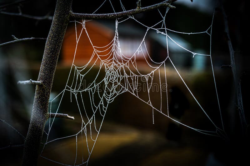 A frosty spiders web stock photo. Image of cold, hanging - 327908440