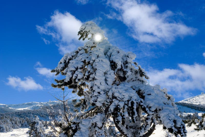 Frosty sun day stock photo. Image of cold, sparkle, clouds - 7398060
