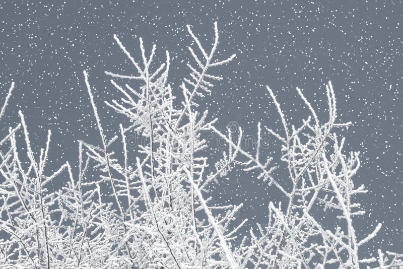 Frosty tree stock illustration. Illustration of blue - 11449616