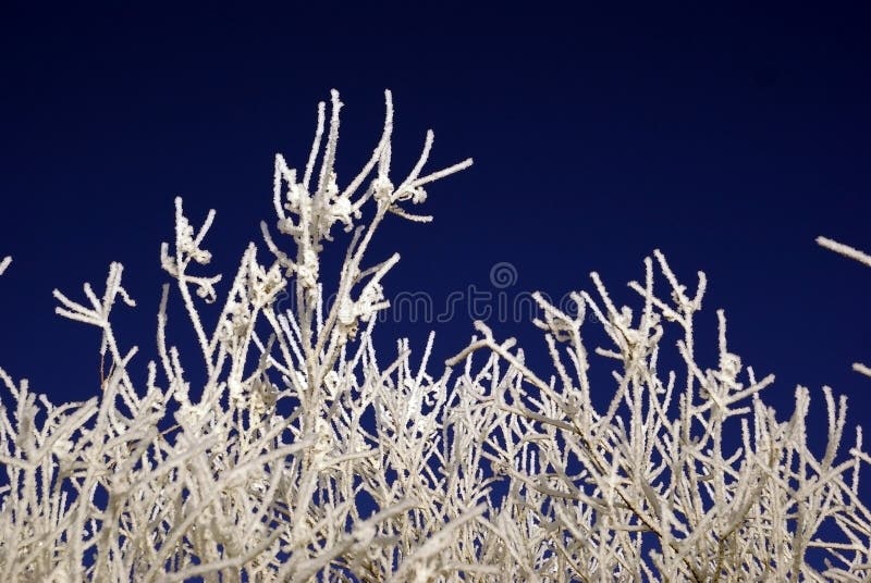 Frosty tree stock photo. Image of outdoor, snowfall, copy - 12560314