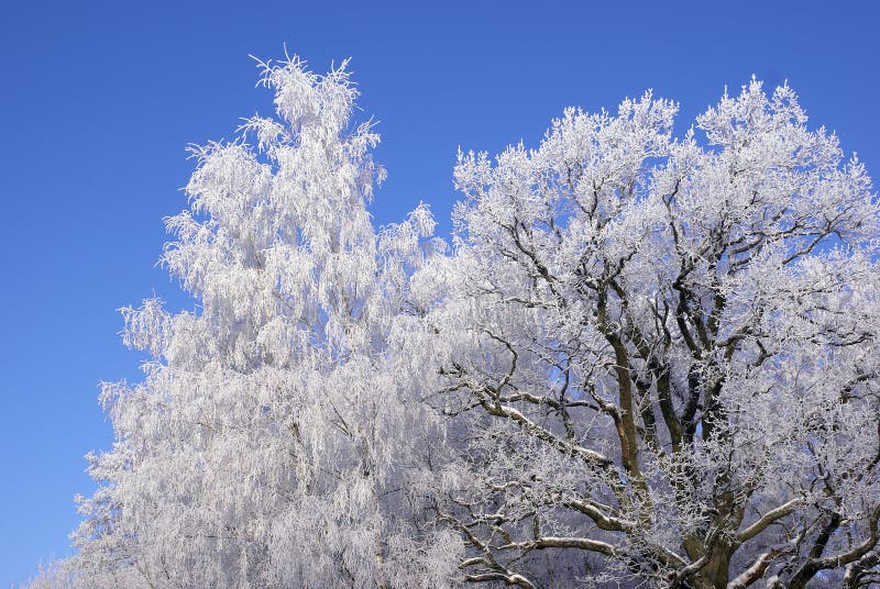 Frosty Tree in Winter Landscape. Stock Photo - Image of tones, single ...