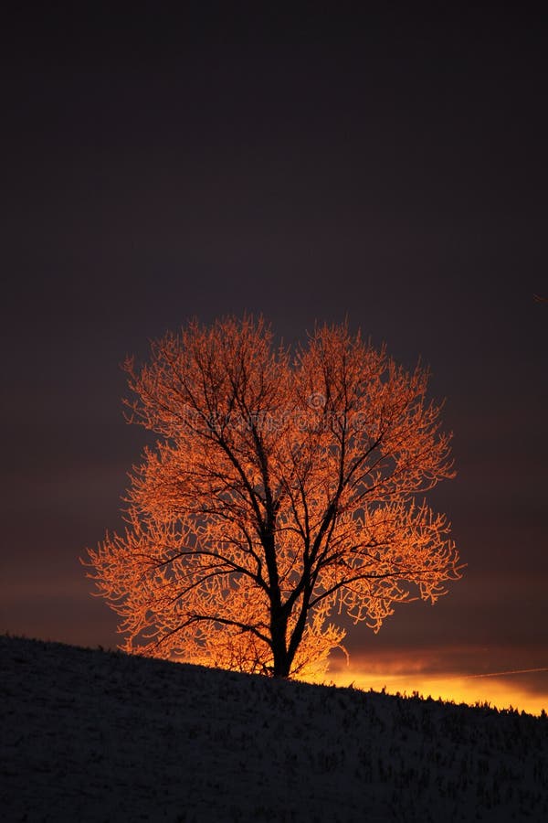 Frosty tree stock image. Image of frosty, tree, winter - 25850967