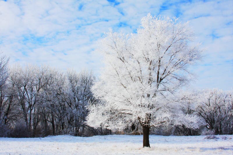 Frosty tree stock image. Image of trunk, frost, landscape - 28224795