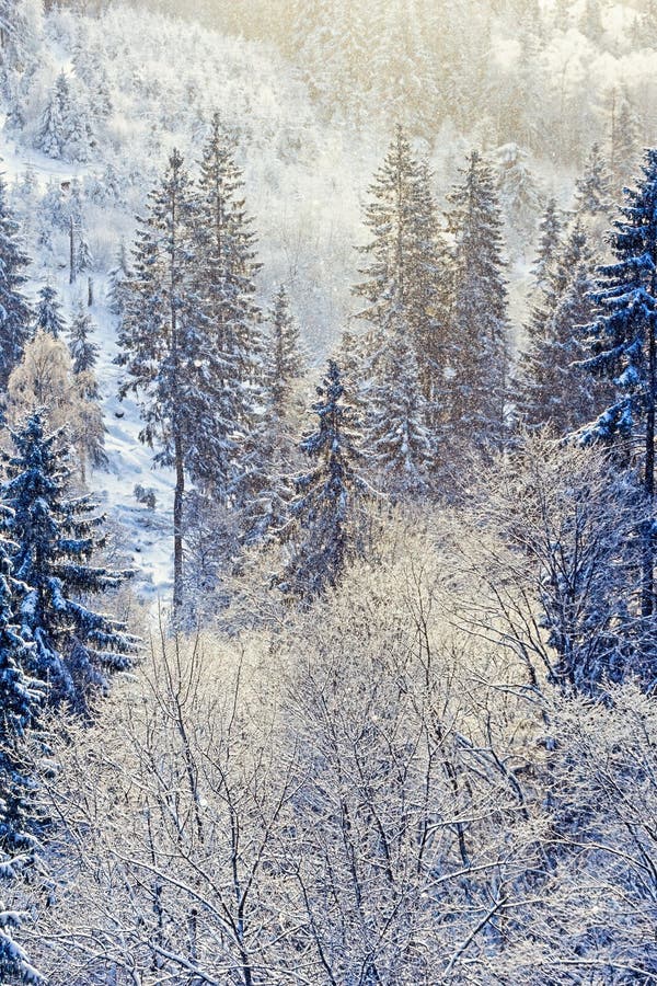 Frosty Tree Canopy in a Forest with Snowy Trees a Cold Winter Day Stock ...