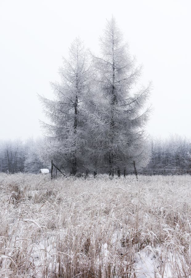 Frosty Tree in Winter Landscape. Stock Image - Image of frozen, white ...