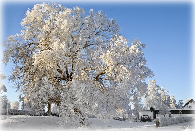 Frosty Tree in Winter Landscape. Stock Photo - Image of tones, single ...