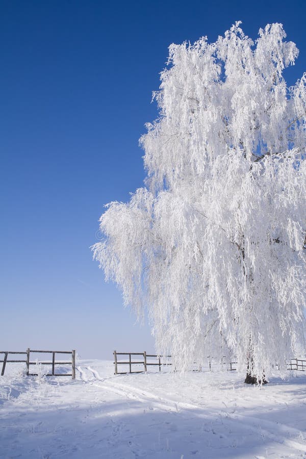 Frosty Tree by the Snowy Path Stock Photo - Image of serene, frozen ...