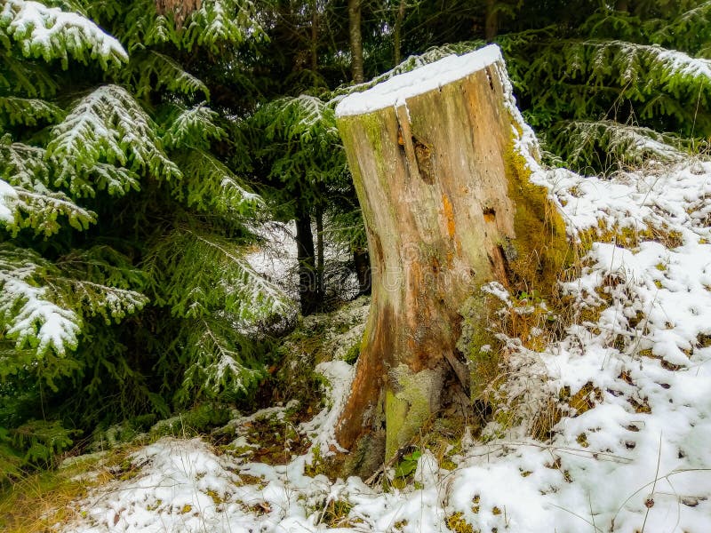 Frosty Tree Stump in a Winter Forest Stock Photo - Image of nature ...