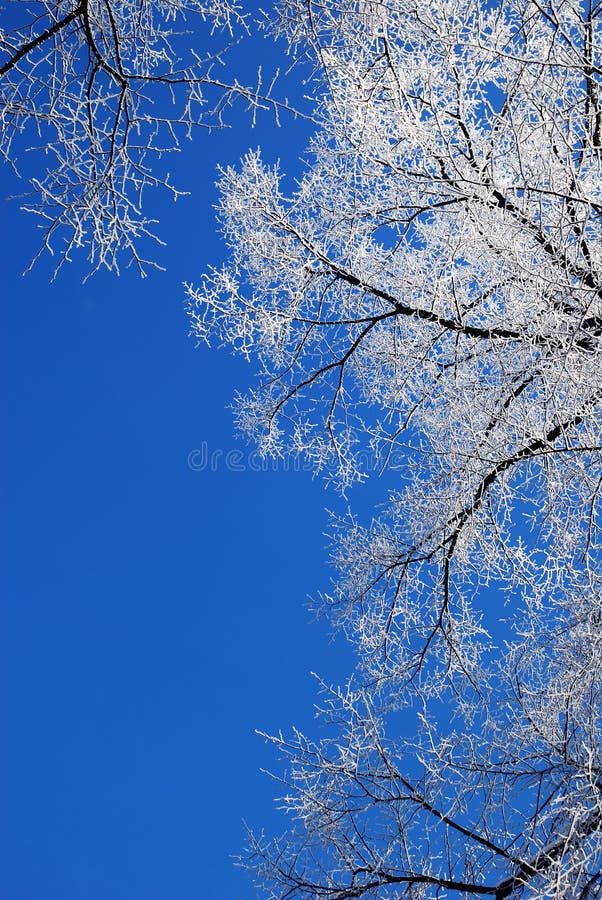 Frosty Tree in Winter Landscape. Stock Photo - Image of tones, single ...