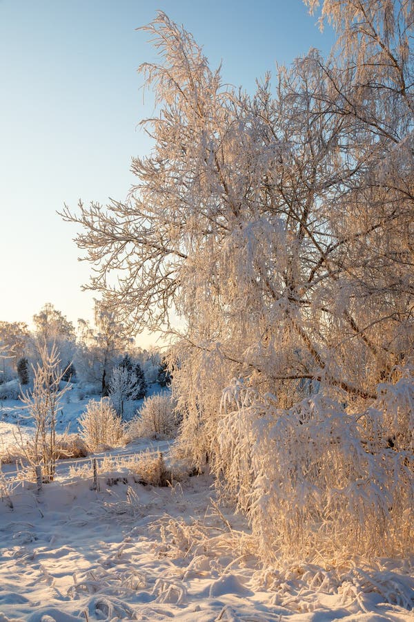 Frosty Tree in Winter Light Stock Photo - Image of dirt, white: 300122866