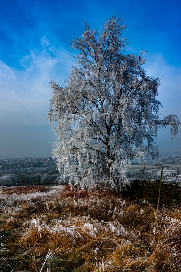 Hoar frost on tree stock image. Image of pruina, frosty - 203679313