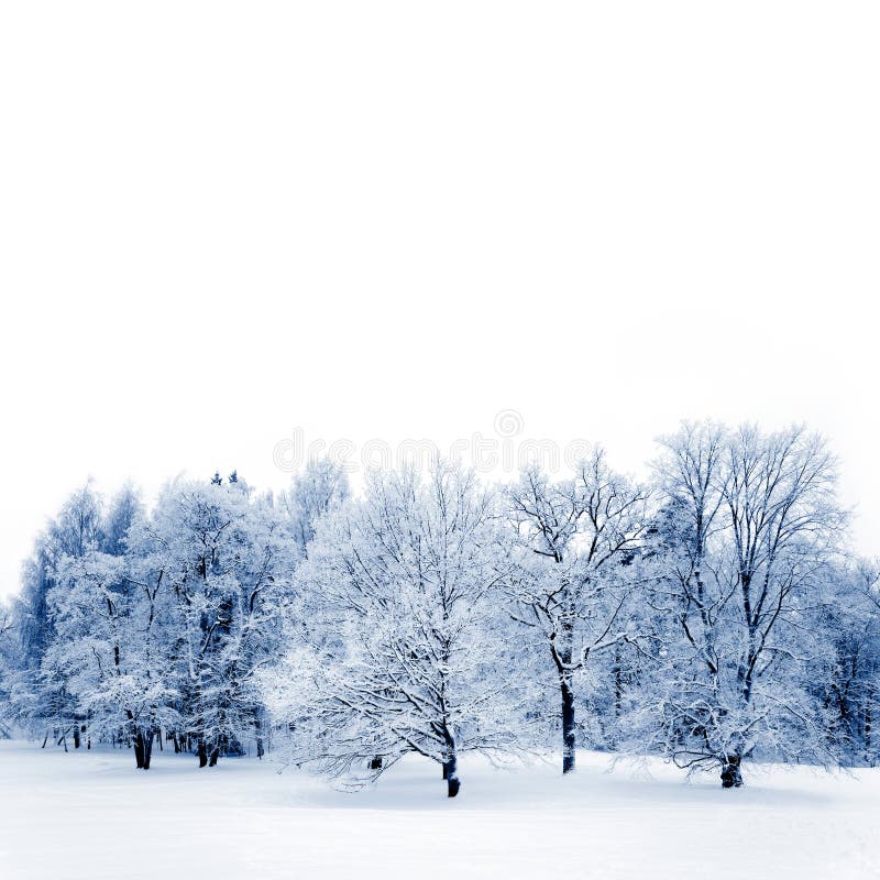 Frosty trees stock image. Image of snow, frozen, cold - 12539513