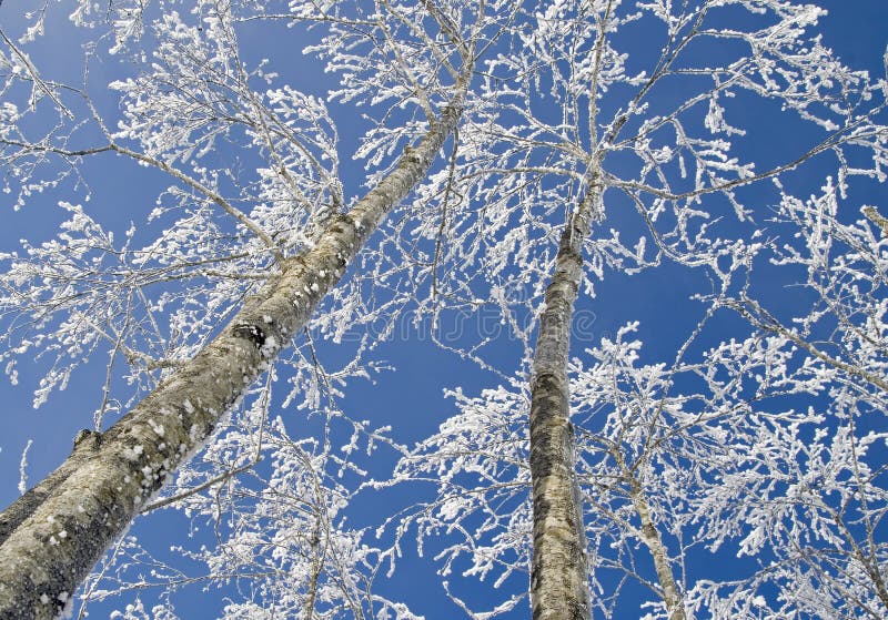 Frosty trees stock image. Image of mountains, sunny, clear - 17717609