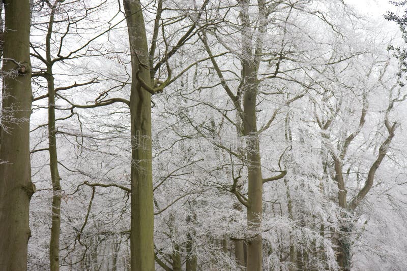 Frosty trees stock image. Image of forest, landscape, frozen - 8029747