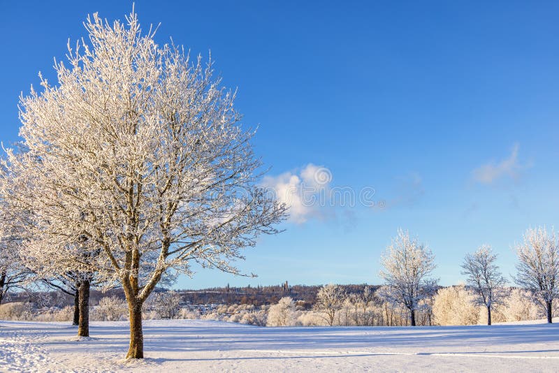 Frosty Trees a Cold Winter Day in a Park Stock Image - Image of rime ...