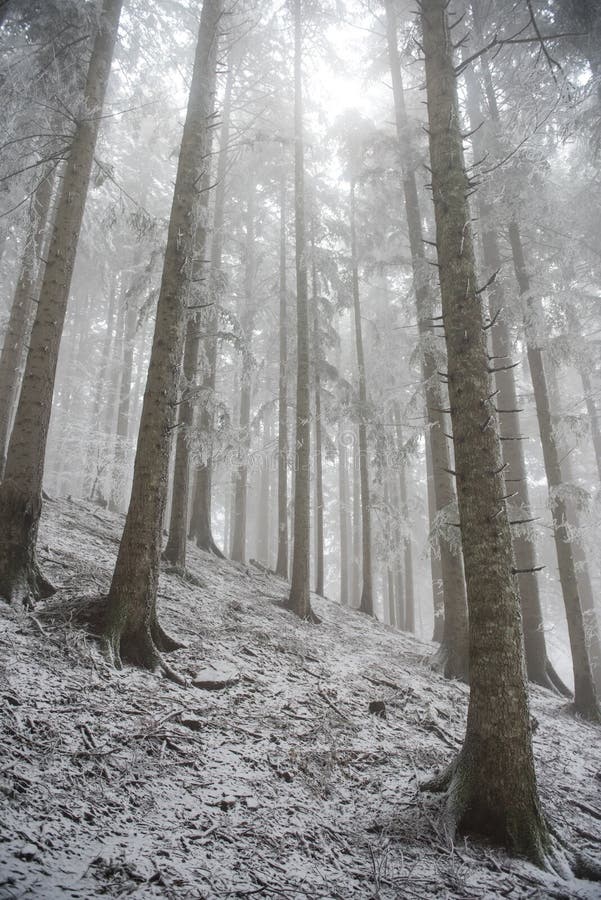 Frosty trees stock photo. Image of natural, outdoors - 110532796