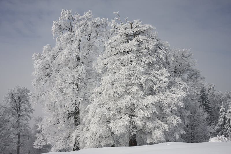 Frosty trees stock image. Image of frosty, trees, winter - 49384569