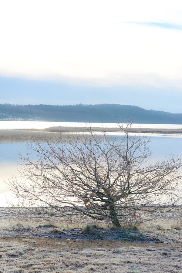 Frosty trees stock image. Image of tree, freezing, trees - 62779875