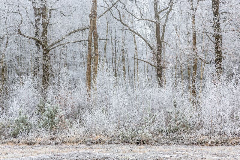 Frosty Trees and Shrubs in a Forest Edge Stock Image - Image of bright ...