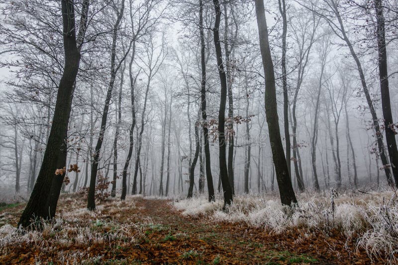 Frosty walk stock photo. Image of mist, frosty, cold - 36087150