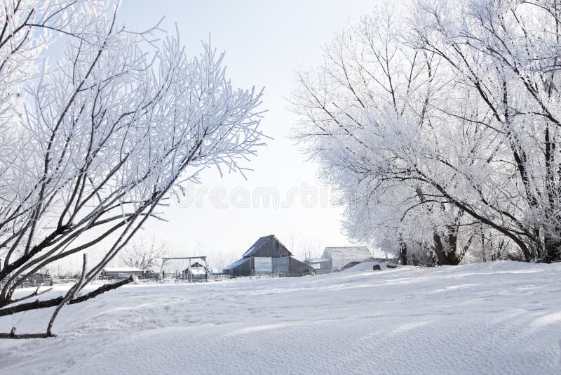 Frosty Winter Picture. Image: 7853826