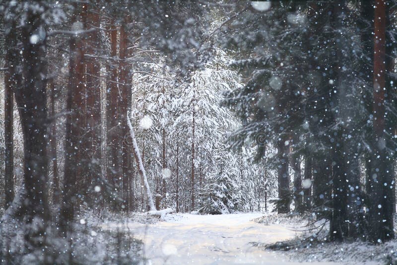 Frosty winter stock image. Image of frozen, country, scene - 58664419