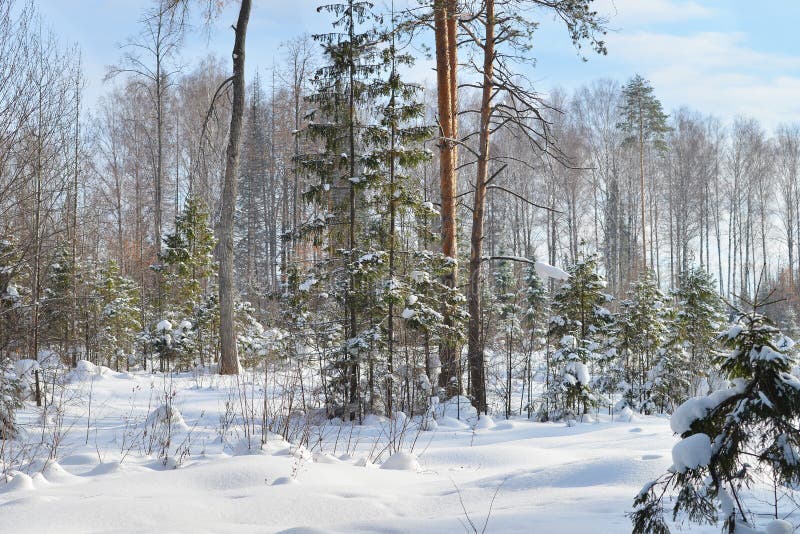 Frosty Winter Landscape, Snowy Forest at Daytime Stock Image - Image of ...