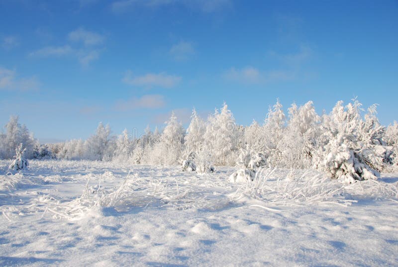 Frosty winter meadow stock photo. Image of blue, snowy - 30300356