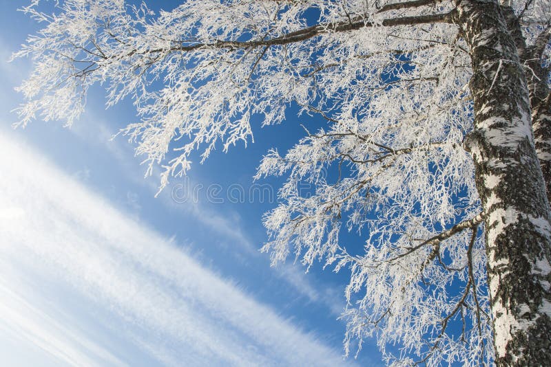 Frosty winter morning stock image. Image of trail, pine - 46774783