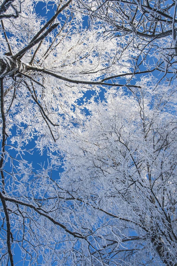 Frosty winter morning stock image. Image of sunlight - 46774937