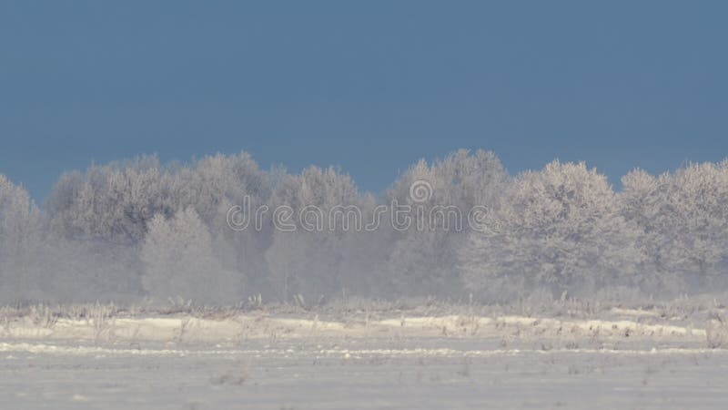 Frosty Winter Morning with Snow-Covered Trees and Clear Weather Stock ...