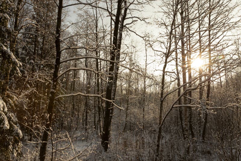 Frosty Winter after Snowfall with Bare Deciduous Trees Stock Photo ...