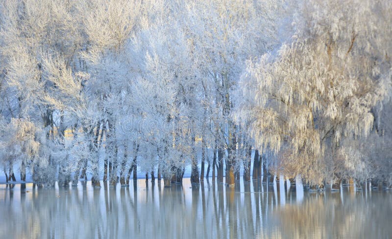Frosty winter trees stock image. Image of scenic, nordic - 51356823