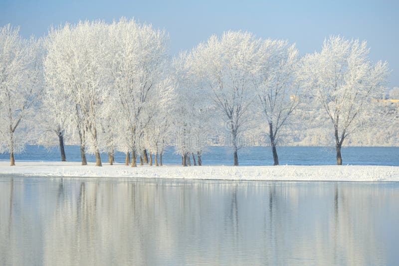 Frosty winter trees stock image. Image of scenic, rural - 77590503