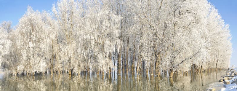 Frosty winter trees stock photo. Image of forest, field - 77590524