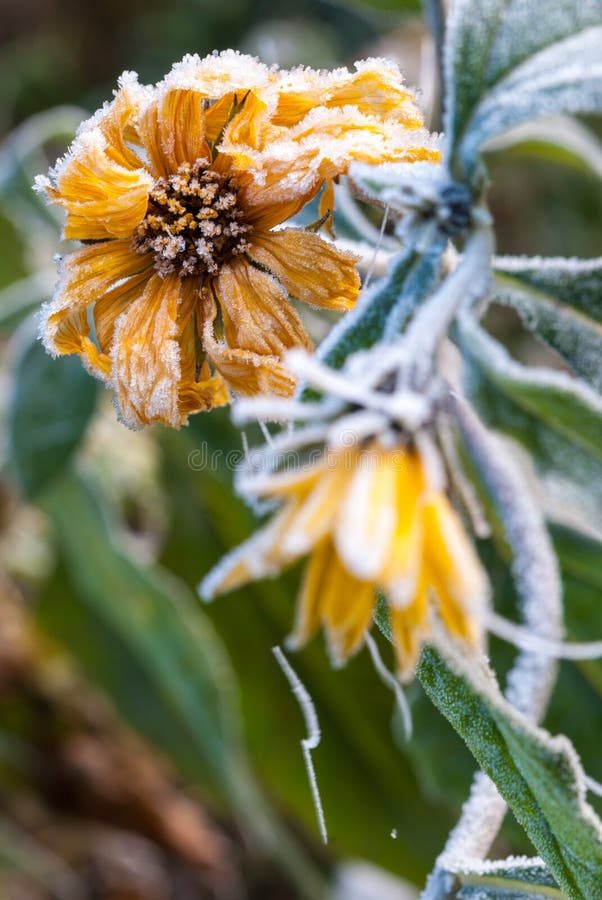 Frosty flower stock image. Image of blooming, cold, freezing - 3698375
